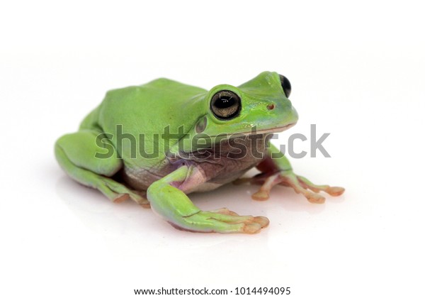 Tree Frog Dumpy Frog White White Stock Photo (Edit Now) 1014494095