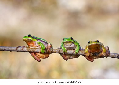 2,225 Three frogs Images, Stock Photos & Vectors | Shutterstock