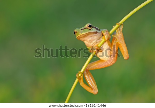 Tree Frogs Acrobatic Creatures Stock Photo 1916141446 | Shutterstock