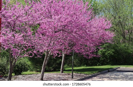 26 Peoria Flowers Images, Stock Photos & Vectors | Shutterstock