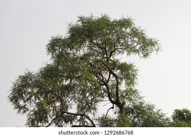 Tree Gray Sky Background Stock Photo 1292686768 | Shutterstock