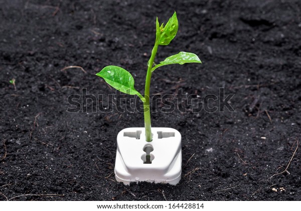 Tree Growing On Socket Stock Photo 164428814 | Shutterstock