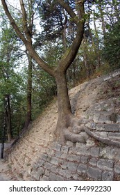 Tree Growing Stone Steps Stock Photo 744992230 | Shutterstock