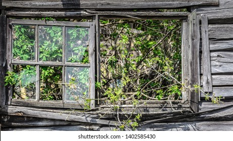 Tree growing through window : 515 images, photos et images vectorielles ...