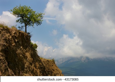 53,356 Tree growing in rock Images, Stock Photos & Vectors | Shutterstock
