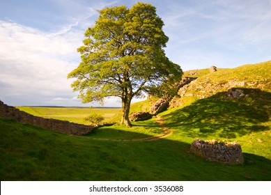 Tree Hadrians Wall Stock Photo 3536088 | Shutterstock