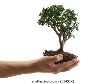 1,371 Bonsai hand holding tree Images, Stock Photos & Vectors ...