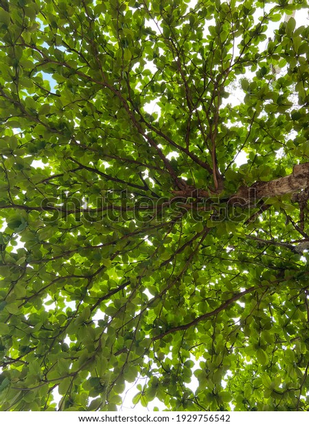 202,618 Look Up Trees Images, Stock Photos & Vectors | Shutterstock