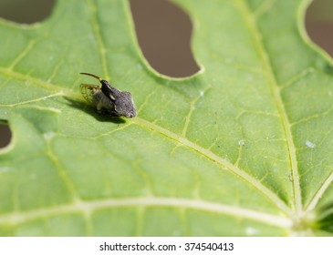 35 Order homoptera Images, Stock Photos & Vectors | Shutterstock