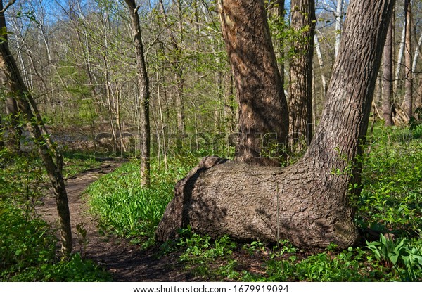 Tree Hugging Ground Horizontally Before Growing Stock Photo 1679919094 ...