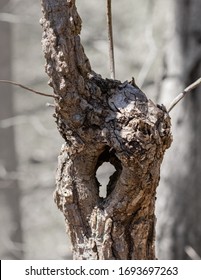 1,884 Tree keyhole Images, Stock Photos & Vectors | Shutterstock