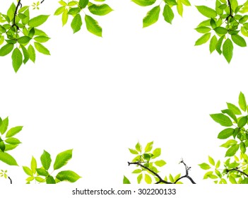 Tree Leaf Frame Background Stock Photo 302200133 | Shutterstock