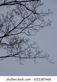 Tree Limbs Tiny Squiggly Branches Stock Photo 1021387468 | Shutterstock