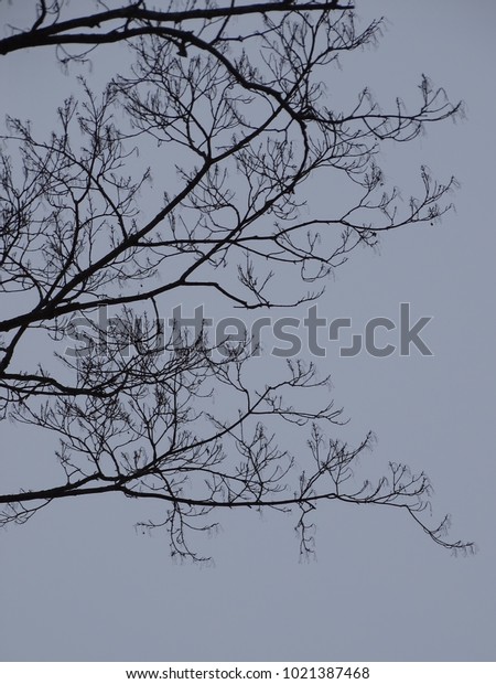Tree Limbs Tiny Squiggly Branches Stock Photo 1021387468 | Shutterstock