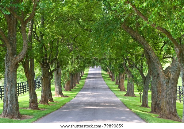 Tree Lined Road Stock Photo (Edit Now) 79890859