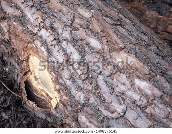 Tree Log Texture Background Stock Photo 1498396145 | Shutterstock