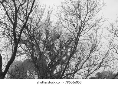 Trees Mist Hangetsuyama Viewpoint Nikko Japan Stock Photo 375529939 ...