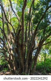 4 imágenes de Interesting multiple trunk tree - Imágenes, fotos y ...
