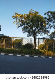 Free Stock Photo of Road With Tree on the Side | Download Free Images ...