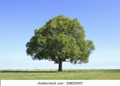 Tree Plain Stock Photo 208050907 | Shutterstock
