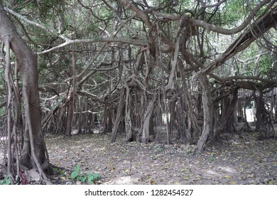 Tree Pool River Stock Photo 1282454527 | Shutterstock
