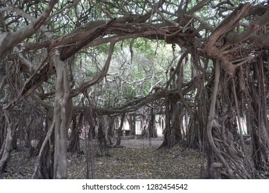 Tree Pool River Stock Photo 1282454527 | Shutterstock
