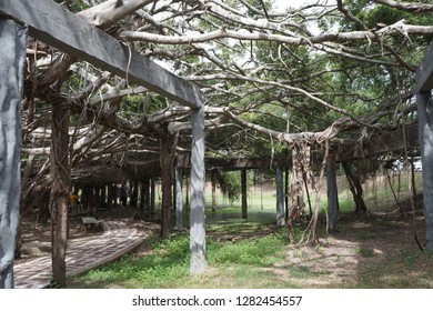 Through Treks Park India Stock Photo 1563111562 | Shutterstock