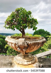 Tree Potted Stock Photo 545397088 | Shutterstock