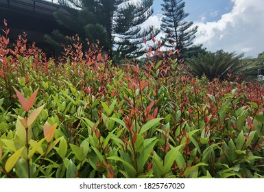 751 Put forth bud Images, Stock Photos & Vectors | Shutterstock