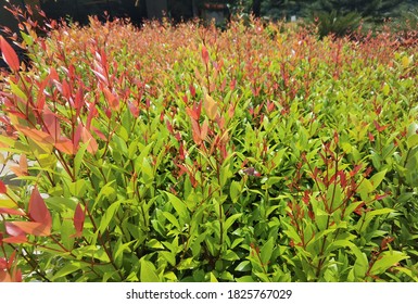 751 Put forth bud Images, Stock Photos & Vectors | Shutterstock