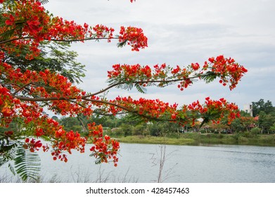 Tree Water Background Tree Redred Tree Stock Photo 428457376 | Shutterstock