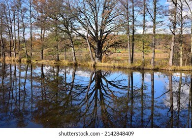 47,872 Bohemia tree Images, Stock Photos & Vectors | Shutterstock