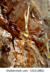 1,243 Myrrh tree Images, Stock Photos & Vectors | Shutterstock