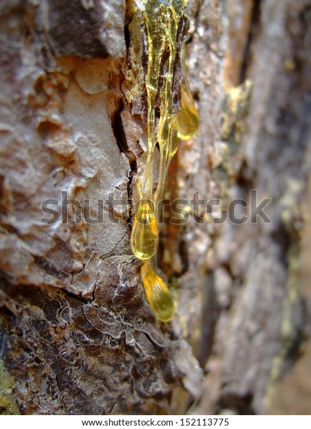Tree Resin Stock Photo (Edit Now) 152113775
