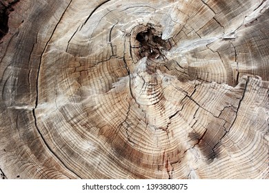 Tree Ring Abstract Background Textured Stock Photo 1393808078 ...