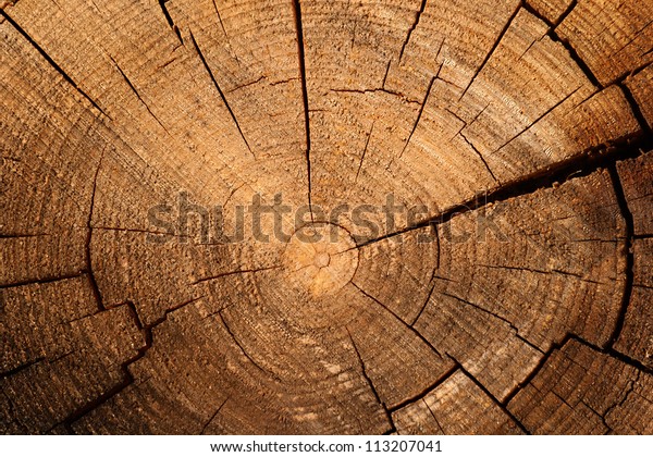 Tree Ring Background Stock Photo 113207041 | Shutterstock