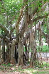 Very large tree roots featuring roots, tree, and root, a Nature Photo ...