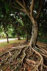 Very large tree roots featuring roots, tree, and root, a Nature Photo ...