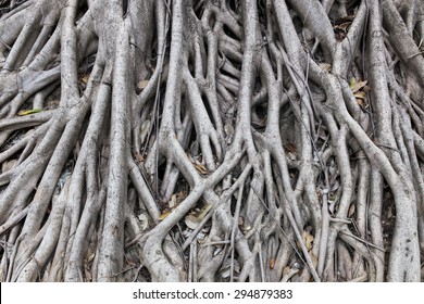 89,143 Tree roots texture Images, Stock Photos & Vectors | Shutterstock