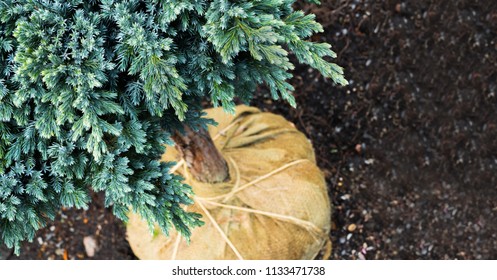Tree with root ball : 1 457 images, photos et images vectorielles de ...