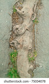 Tree Root Breaking Through Pavement Stock Photo 75034078 | Shutterstock