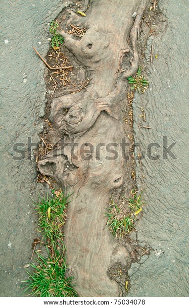 Tree Root Breaking Through Pavement Stock Photo 75034078 | Shutterstock