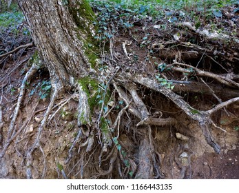 10,979 Old oak tree roots Images, Stock Photos & Vectors | Shutterstock