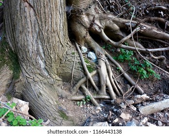10,979 Old oak tree roots Images, Stock Photos & Vectors | Shutterstock