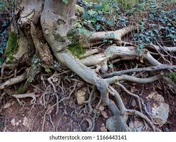 10,979 Old oak tree roots Images, Stock Photos & Vectors | Shutterstock