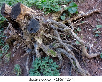 10,979 Old oak tree roots Images, Stock Photos & Vectors | Shutterstock