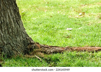 Tree Root Grass Stock Photo 224145949 | Shutterstock