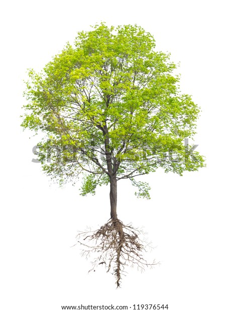 Tree Root On White Background Foto stock 119376544 | Shutterstock
