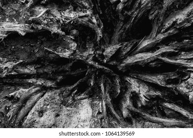 Tree Root Texture Stock Photo 1064139569 | Shutterstock