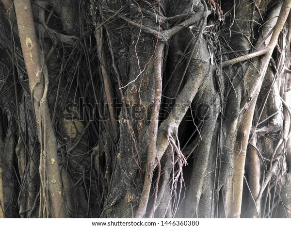 Tree Root Texture Background Banyan Tree Stock Photo (Edit Now) 1446360380